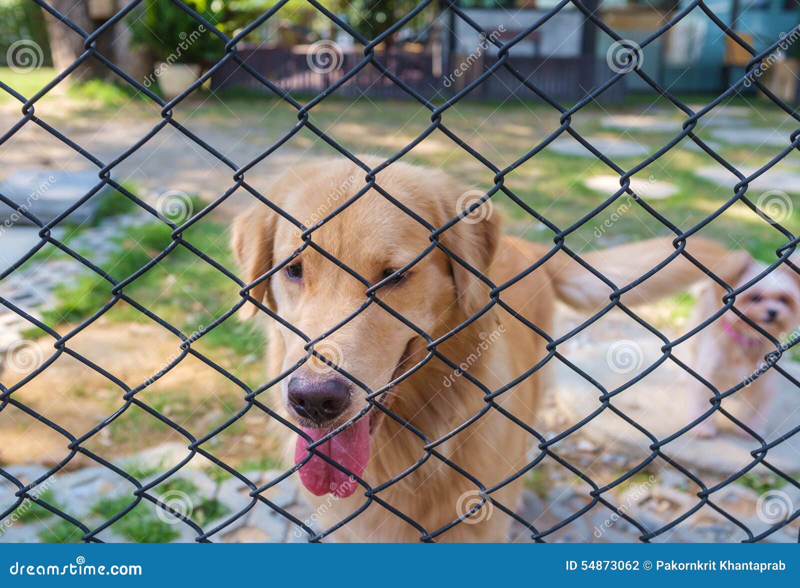 Dog Lock Down in Cage stock photo. Image of focus, friendship - 54873062