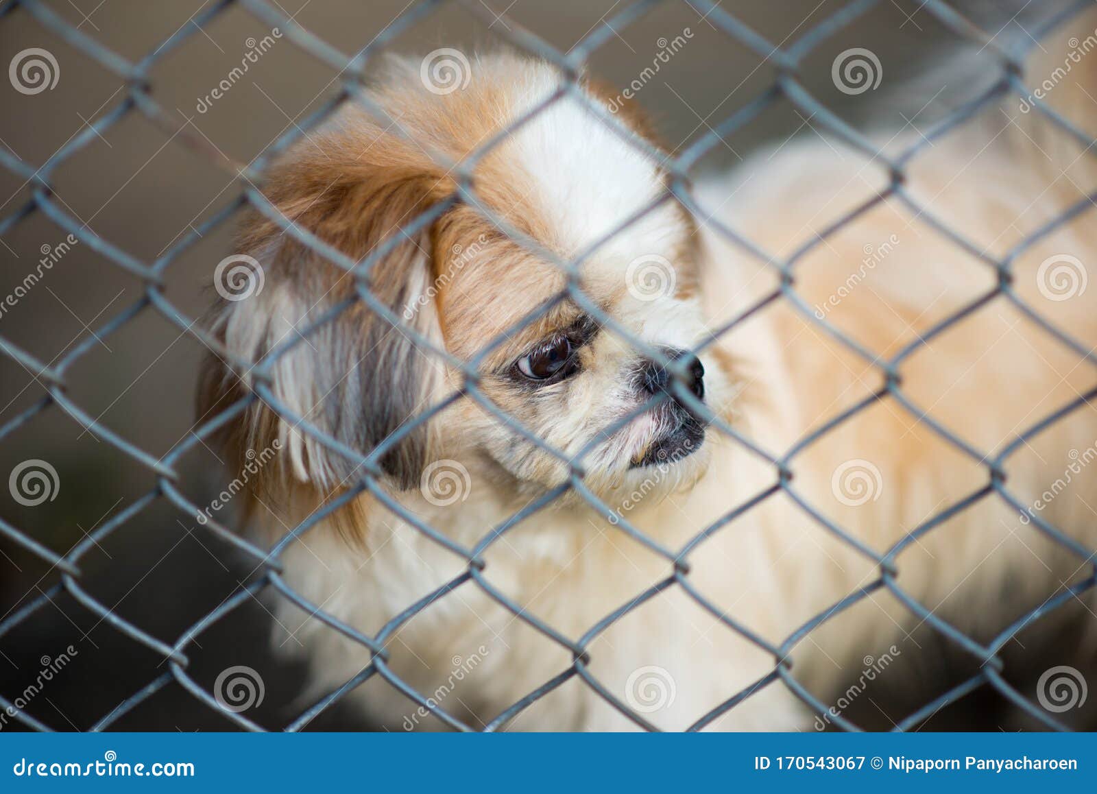 Dog locked in a cage stock image. Image of color, locked - 170543067