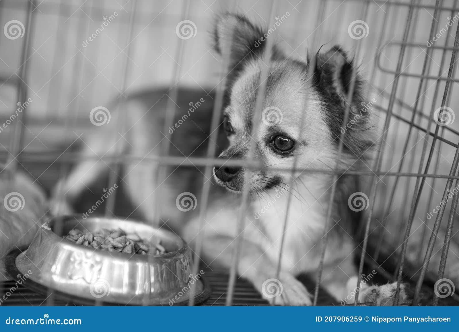 Dog locked in a cage stock image. Image of look, cute - 207906259