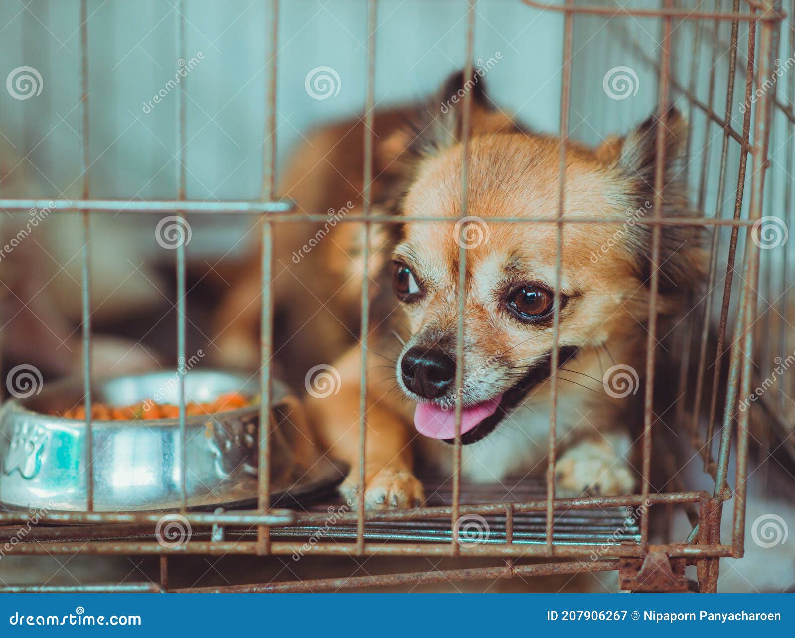 Dog locked in a cage stock image. Image of looking, home - 207906267