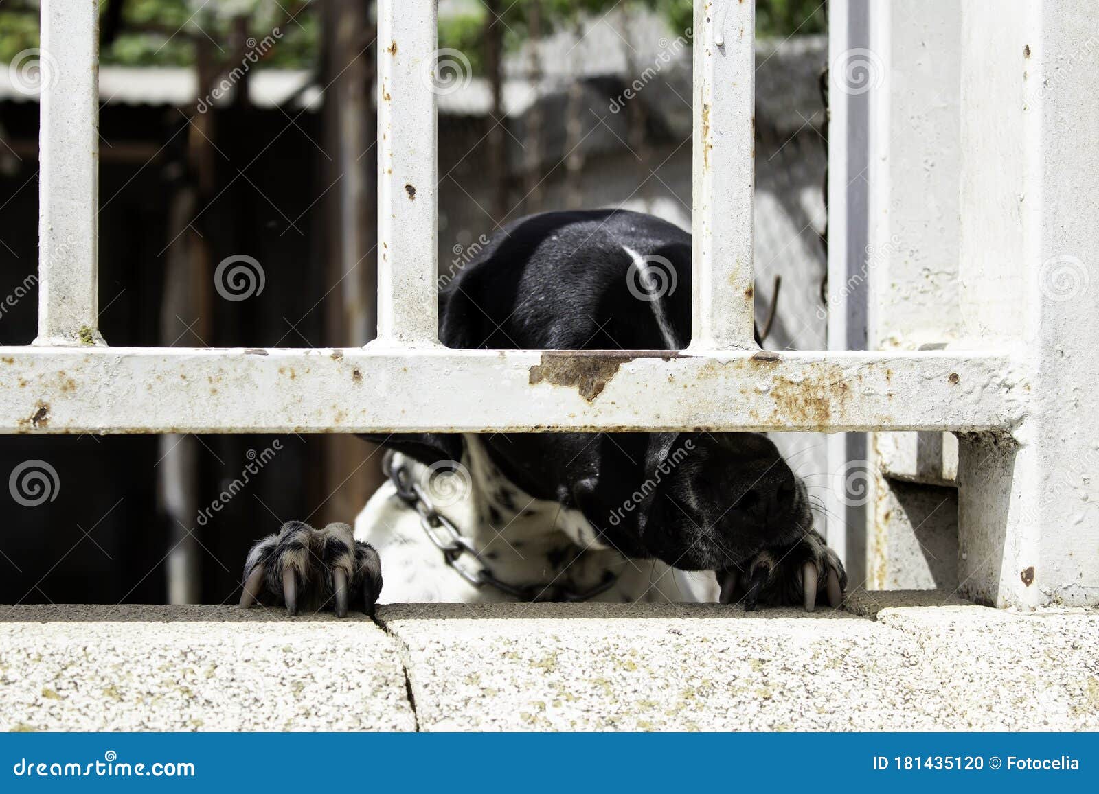 Dog locked in cage stock photo. Image of domestic, stray - 181435120
