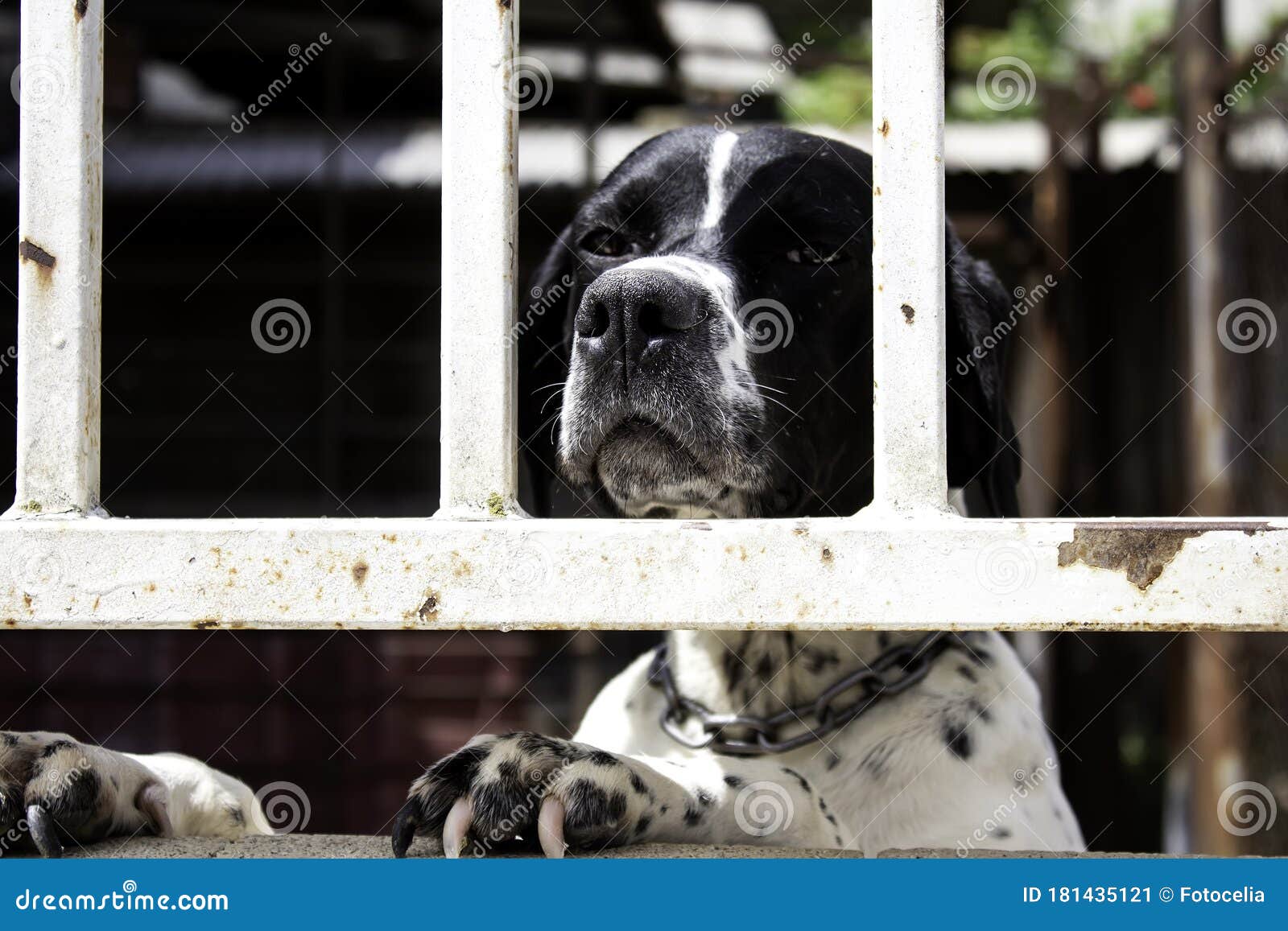 Dog locked in cage stock image. Image of purebred, unwanted - 181435121