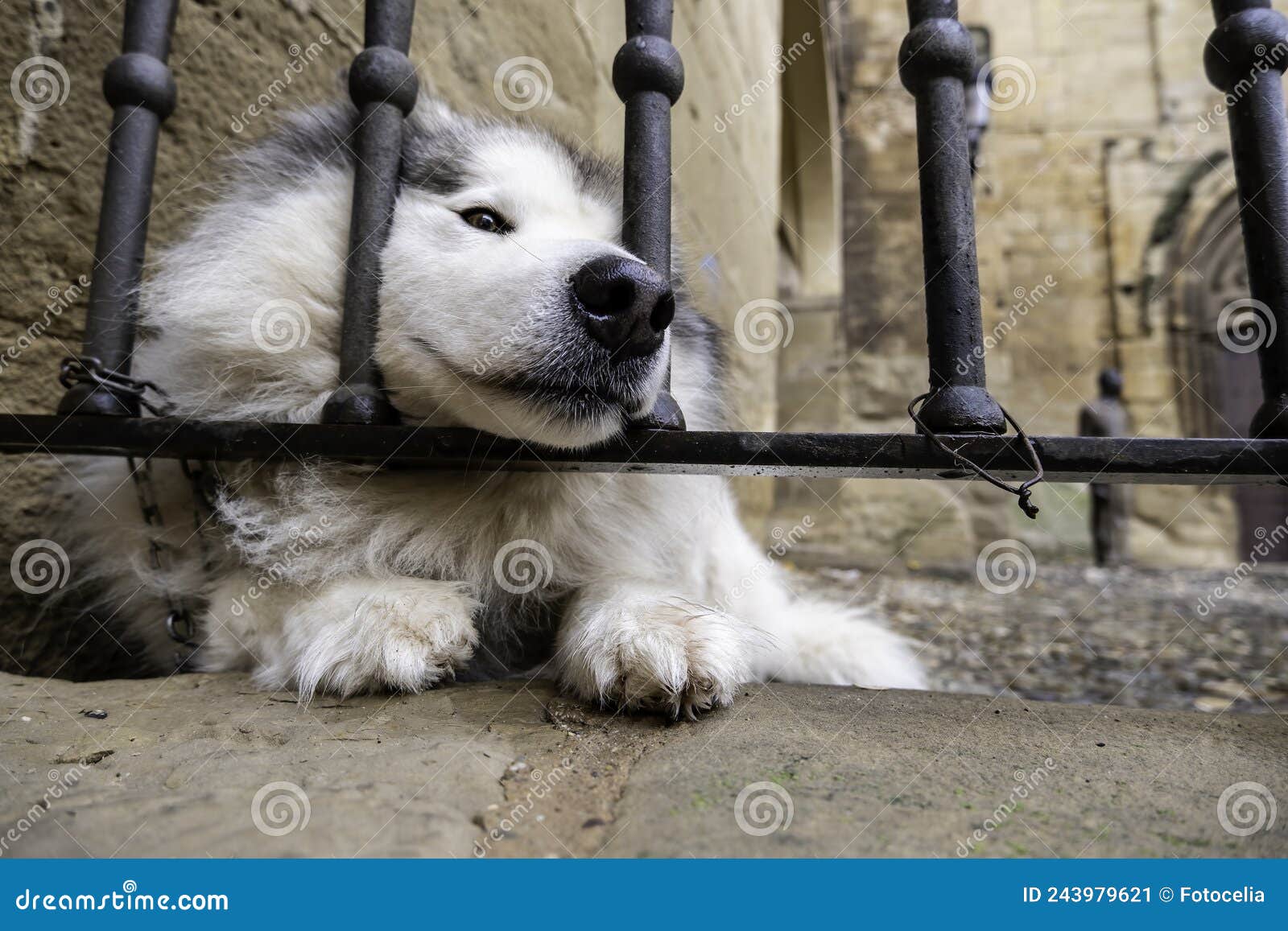 Dog locked in cage stock image. Image of cute, locked - 243979621