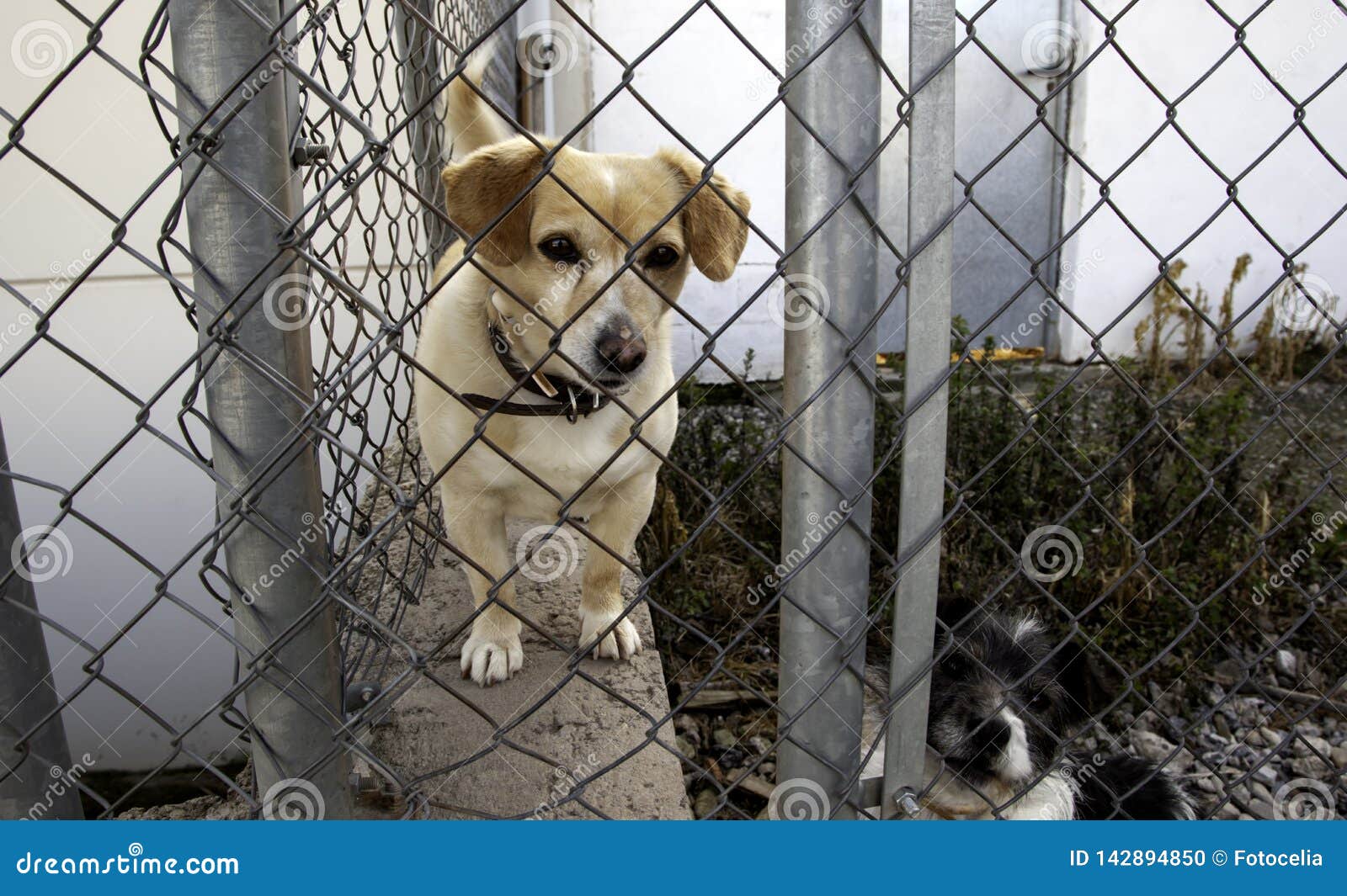 Dog locked in kennel stock photo. Image of abandoned - 142894850
