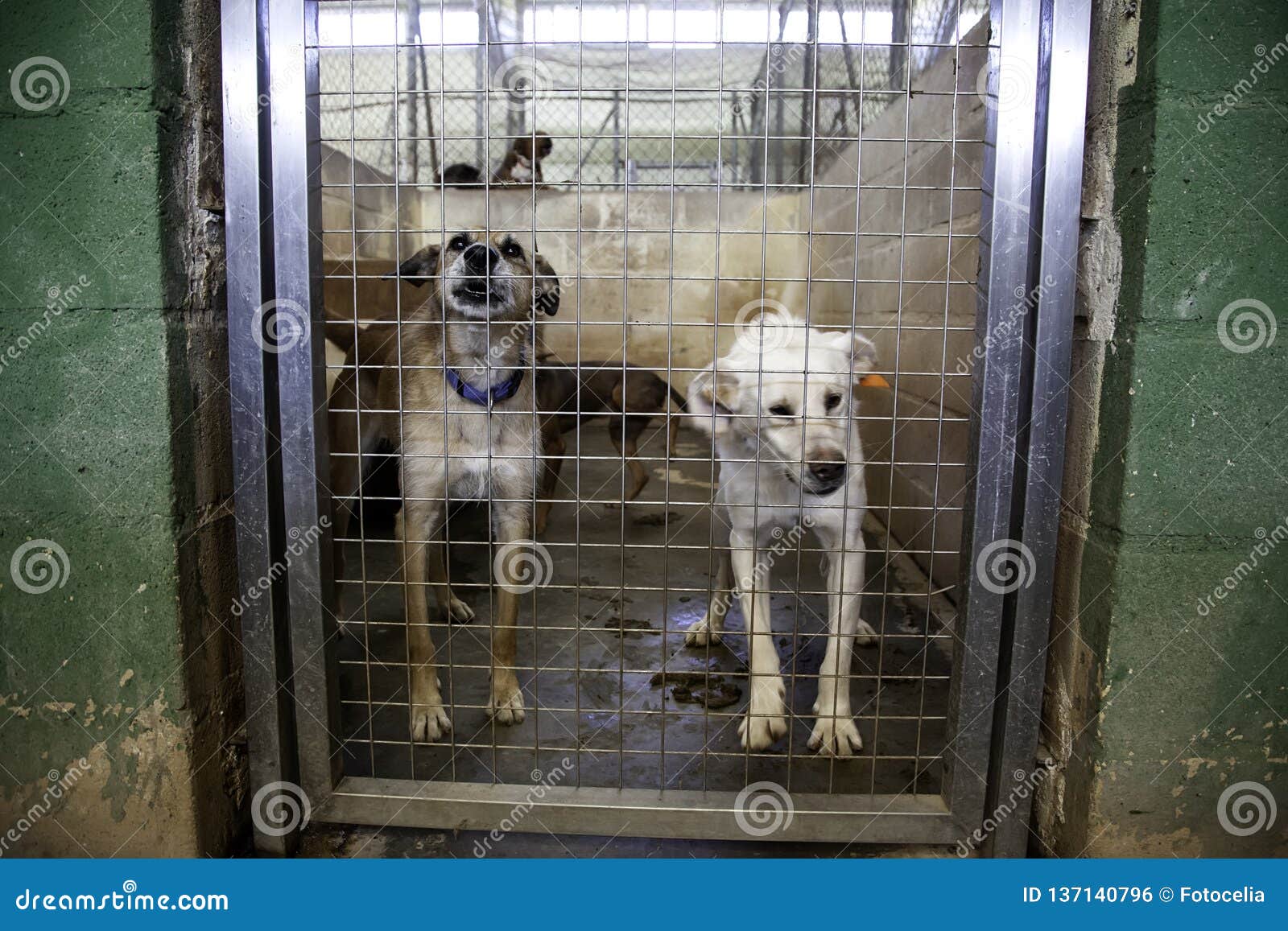 Dog locked in kennel stock photo. Image of alone, pets - 137140796