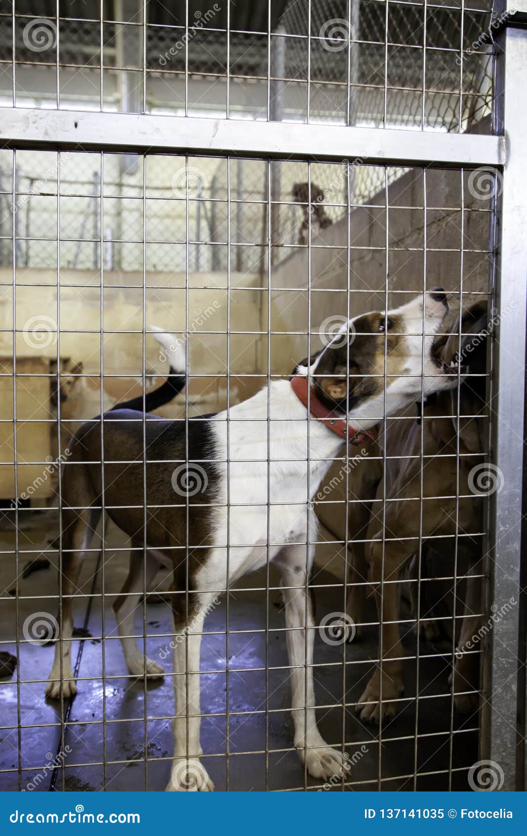 Dog locked in kennel stock image. Image of canine, kennel - 137141035