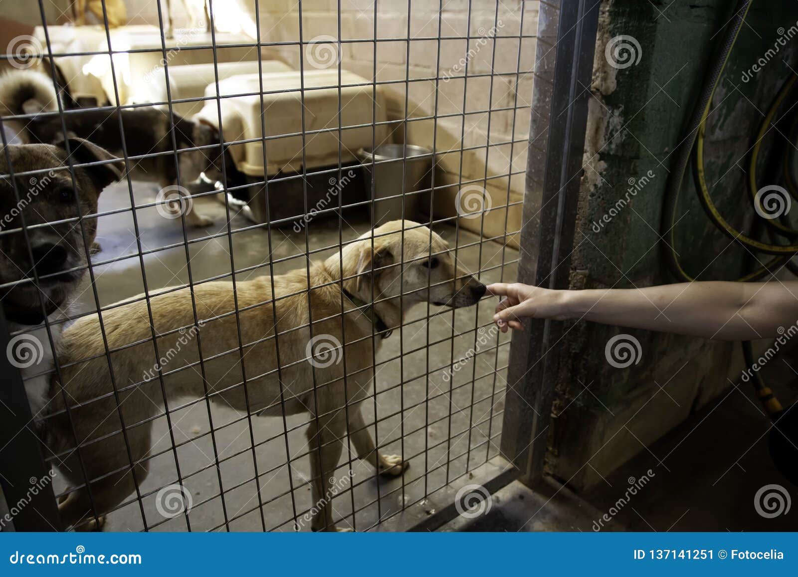 Dog locked in kennel stock image. Image of home, face - 137141251