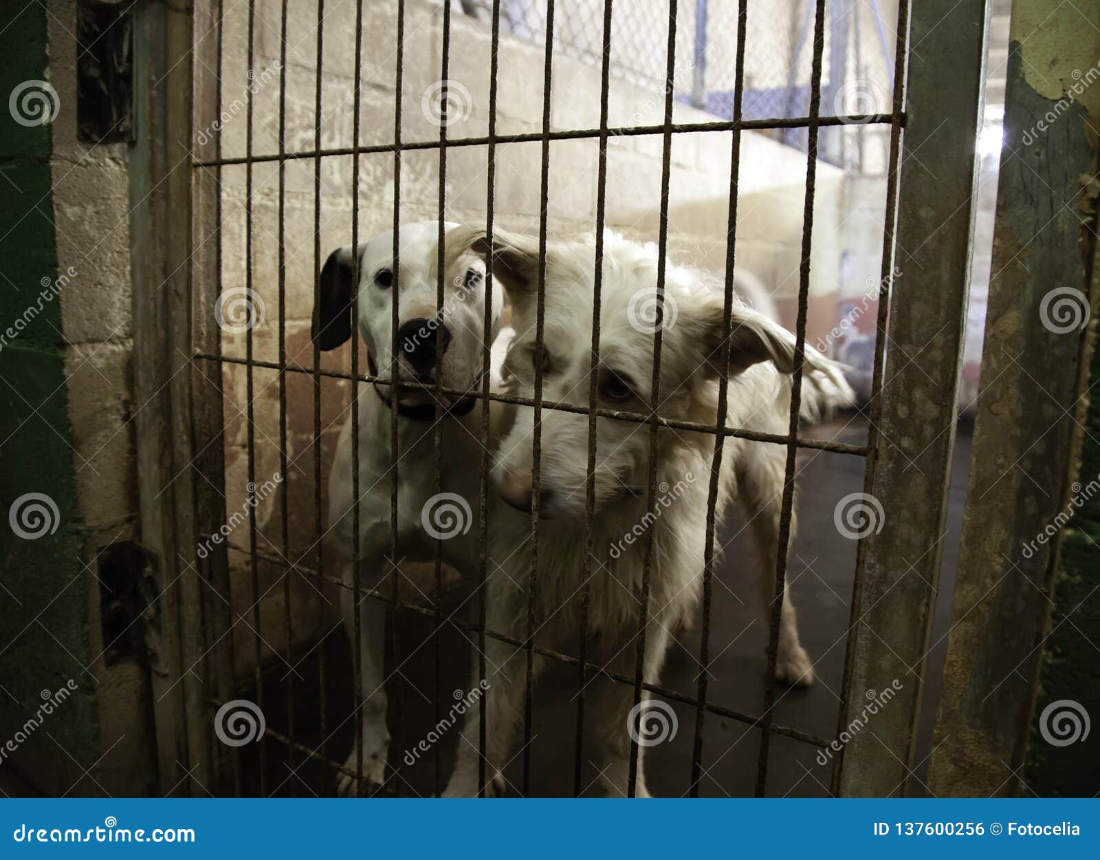 Dog locked in kennel stock photo. Image of adorable - 137600256
