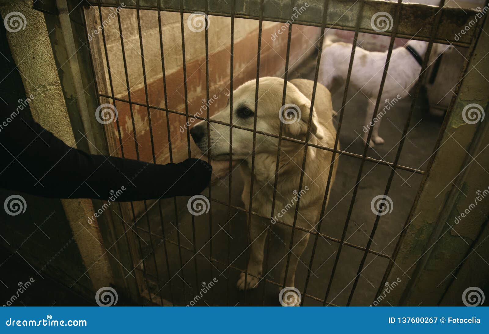 Dog locked in kennel stock image. Image of portrait - 137600267