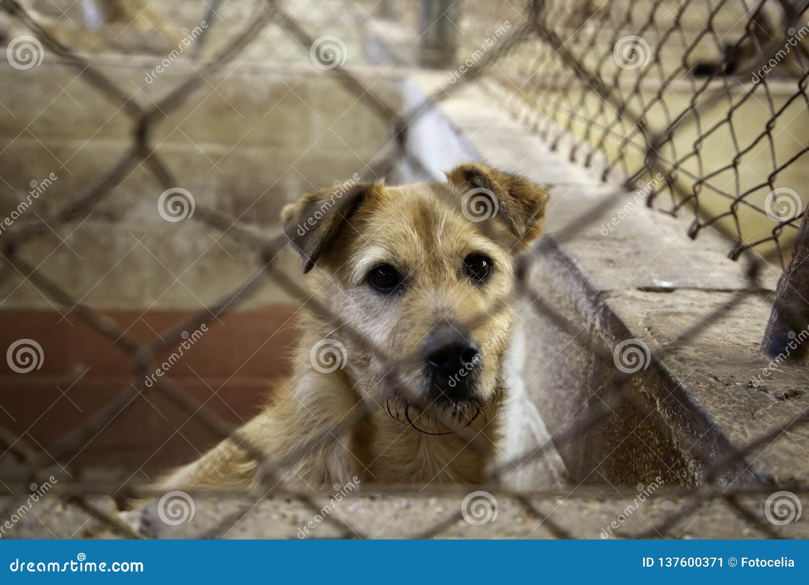 Dog locked in kennel stock image. Image of eyes, lonely - 137600371
