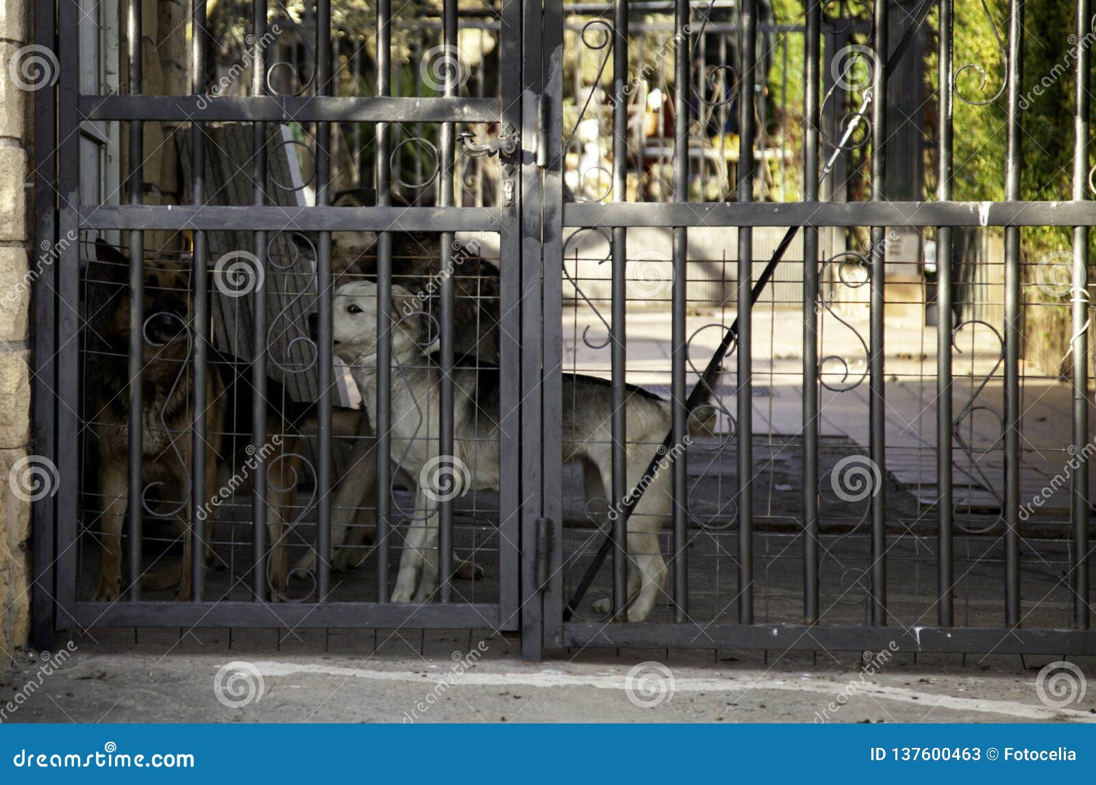 Dog locked in kennel stock image. Image of alone, mesh - 137600463