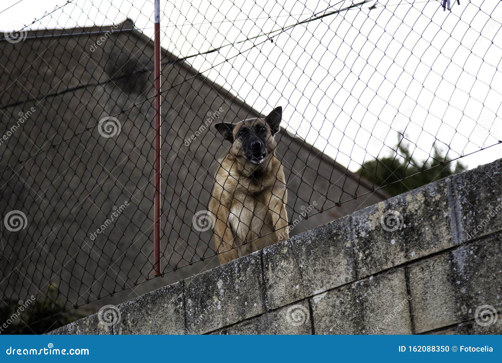Dog locked in kennel stock photo. Image of eyes, animal - 162088350