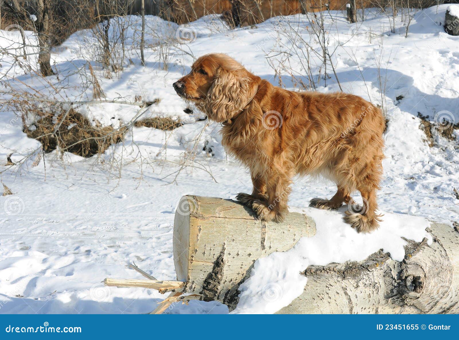Dog on log stock image. Image of guard, home, nature - 23451655