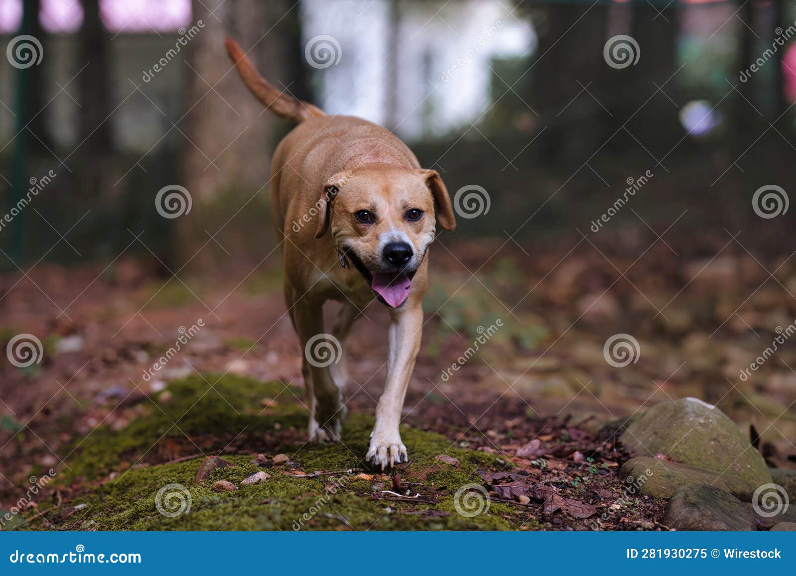 Dog on a Log in the Woods Walking Around with Stock Image - Image of ...