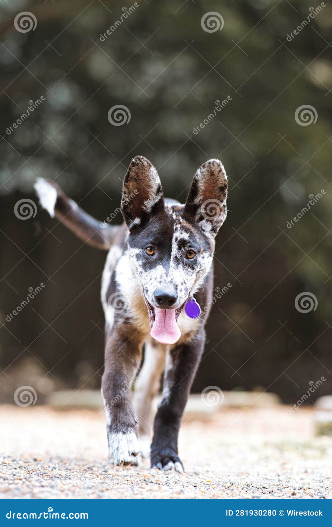 Dog on a Log in the Woods Walking Around with Stock Photo - Image of ...