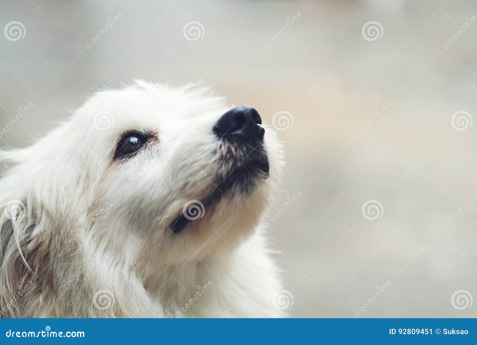 Dog lonely alone stock image. Image of home, melancholy - 92809451