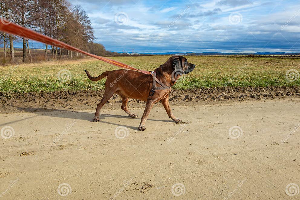 Dog on a Long Line Pulling the Leash Stock Image - Image of animal ...