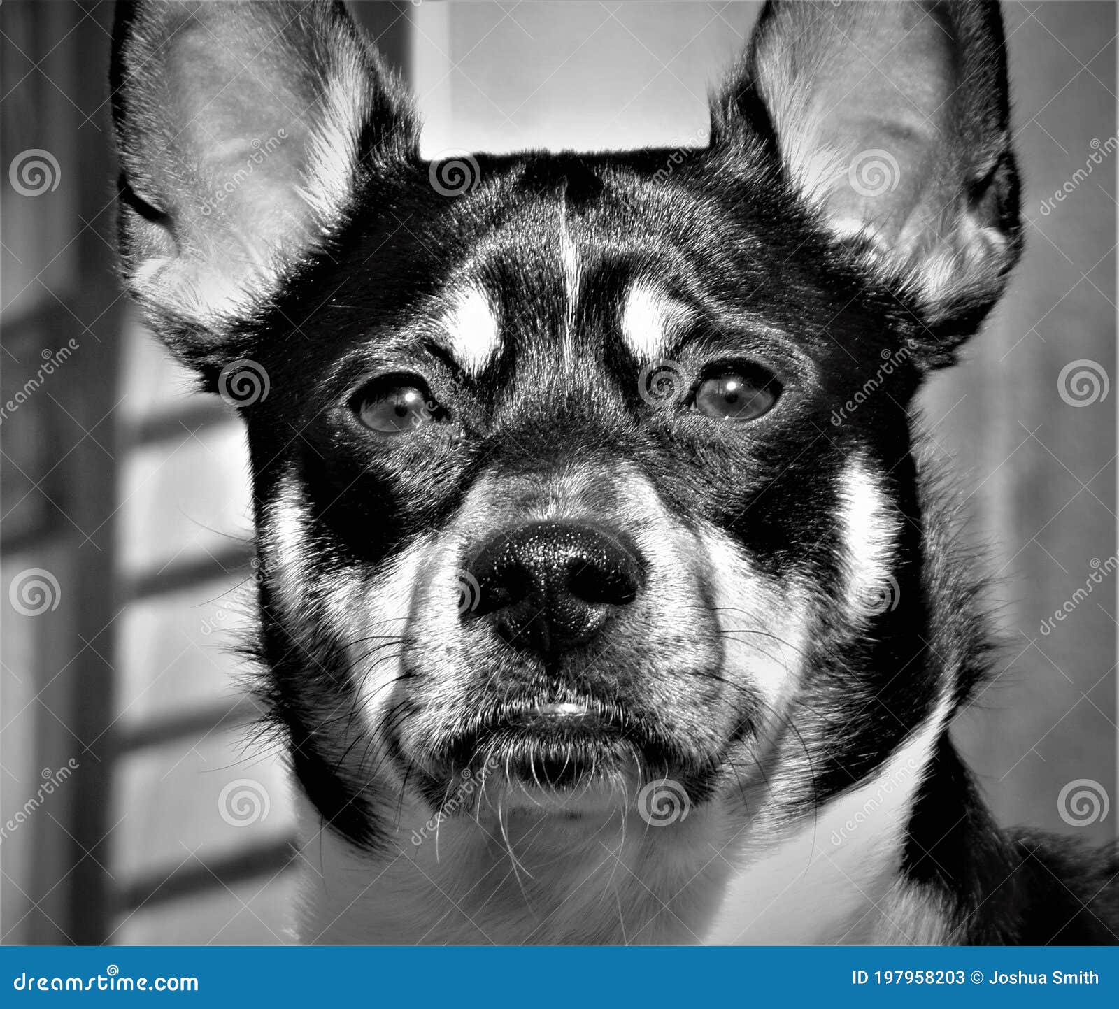 Dog look stock image. Image of puppy, drawing, animal - 197958203