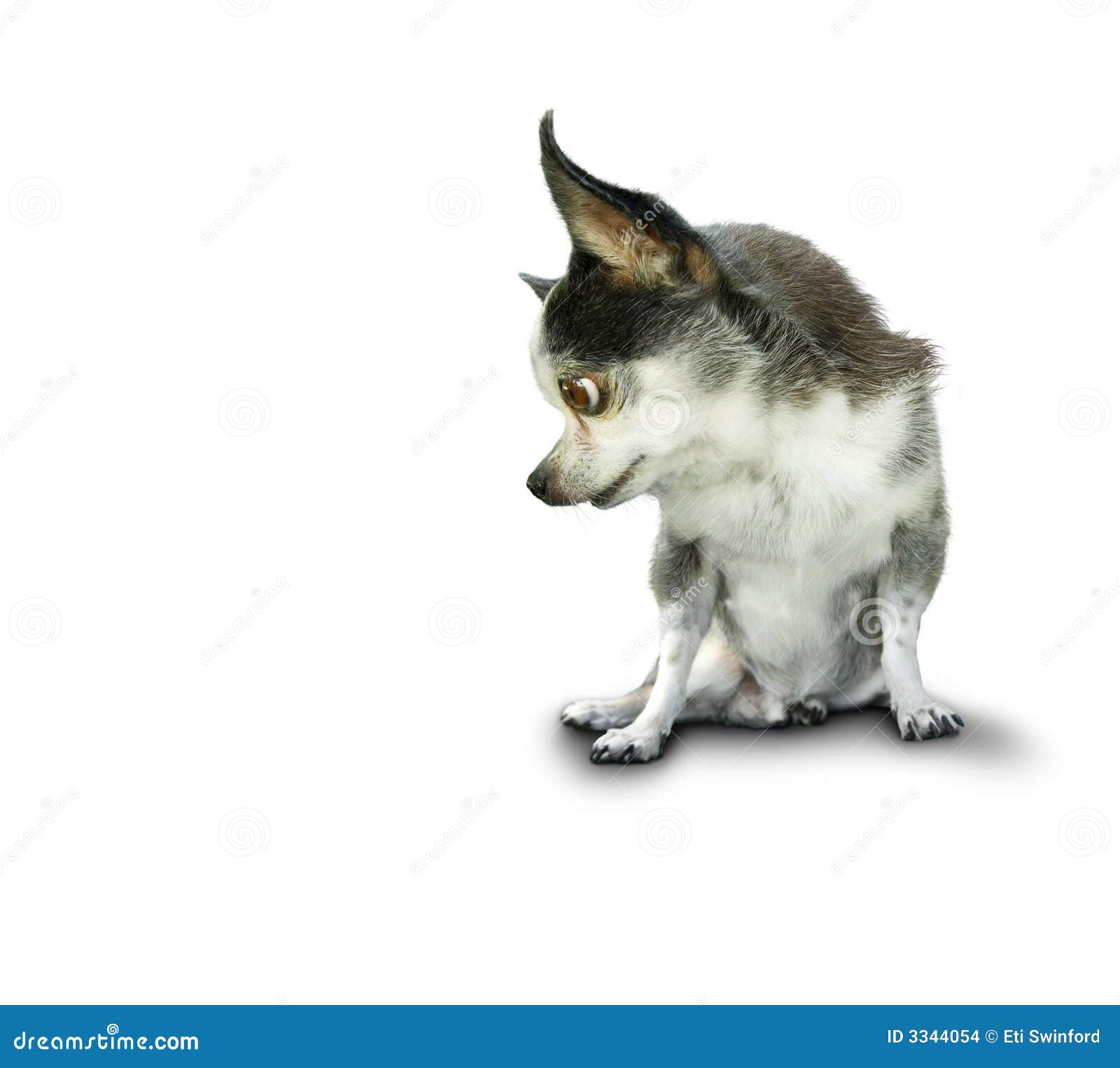 Dog look stock photo. Image of gaze, chihuahua, mammal - 3344054