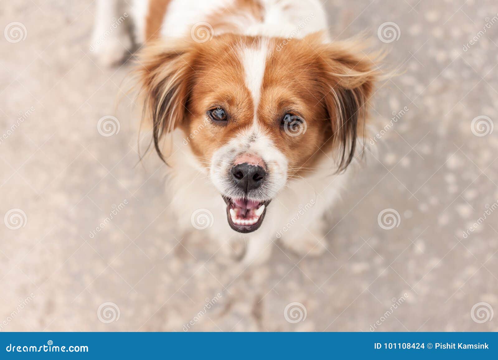 Dog Look at Camera and Smiling Stock Photo - Image of happy, play ...