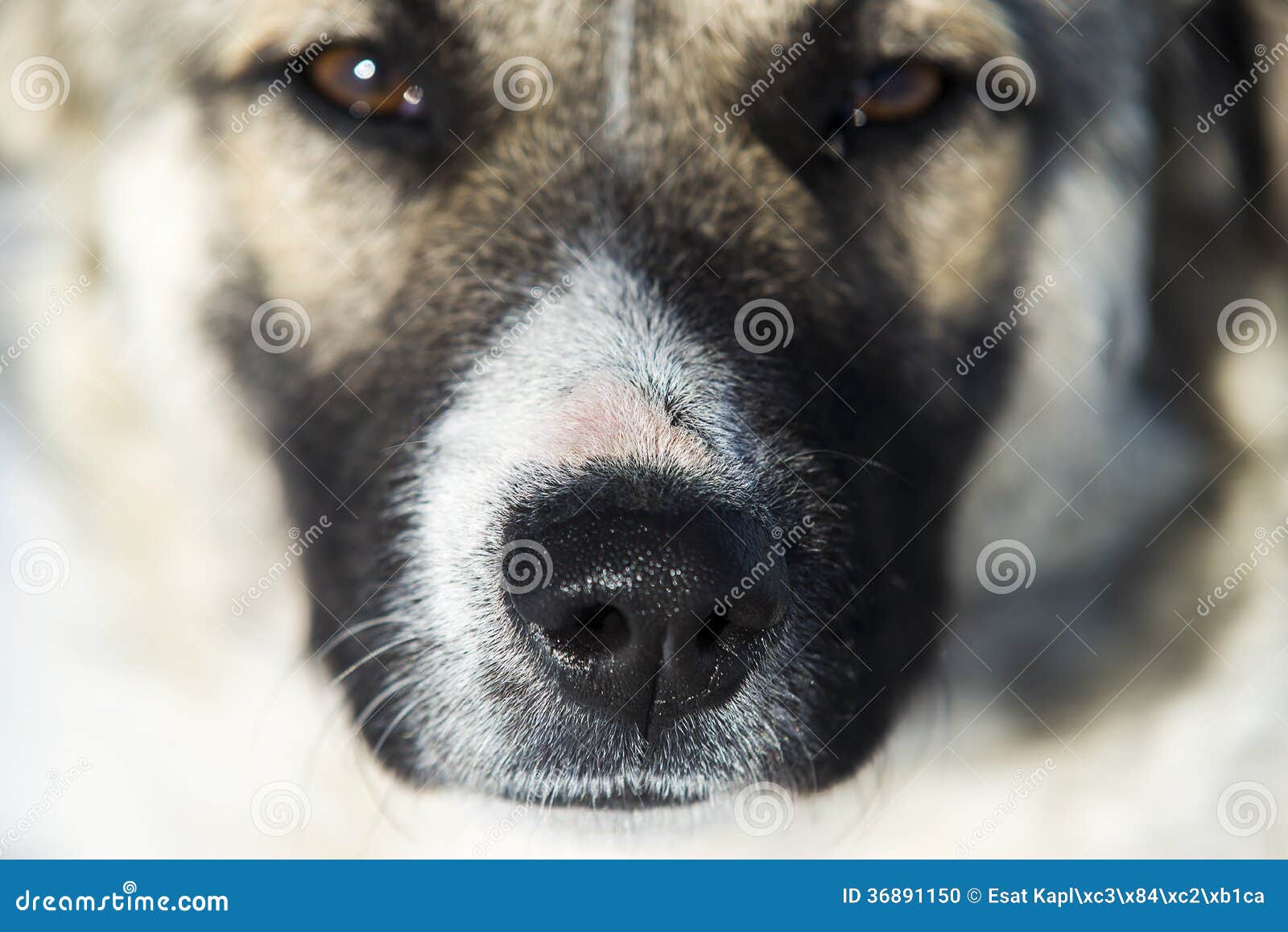 Dog Look stock photo. Image of close, cute, doggy, breed - 36891150