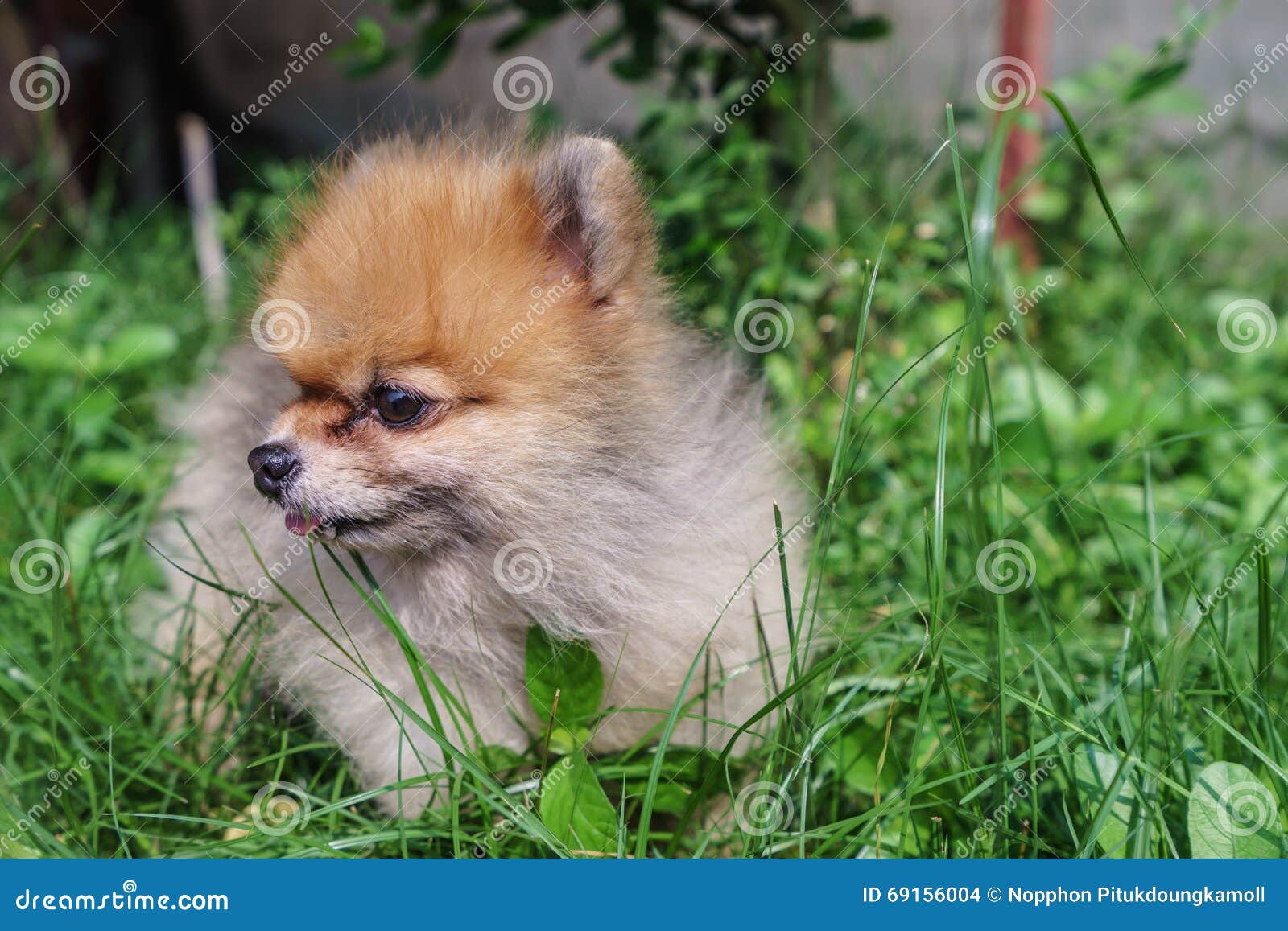 Dog Look Left on the Green Grass Stock Photo - Image of sunny, canine ...