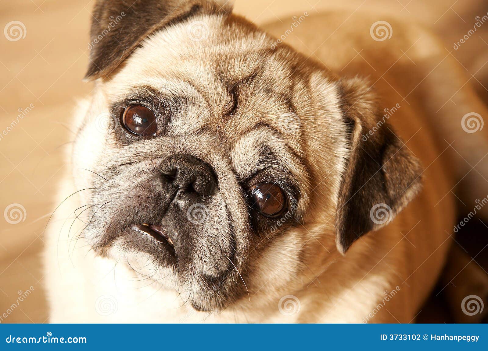 Dog looking stock photo. Image of face, looking, funny - 3733102