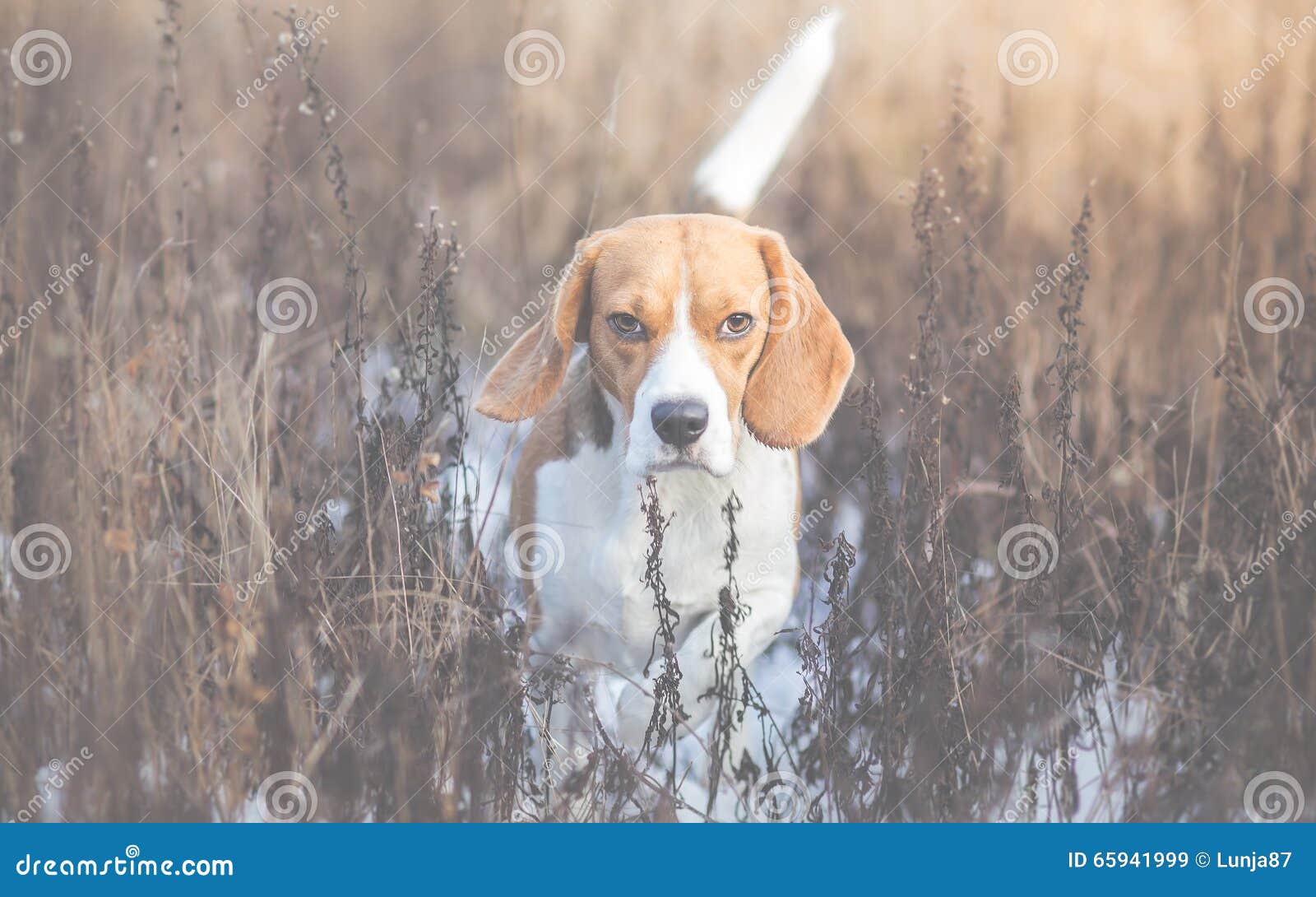 Dog Looking Alert with Tail Up Stock Image - Image of field, looking ...