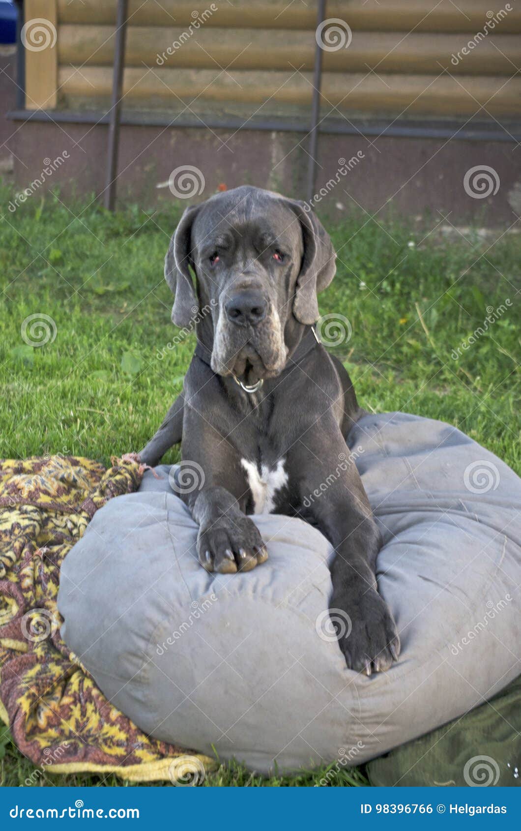 Angry Great Dane