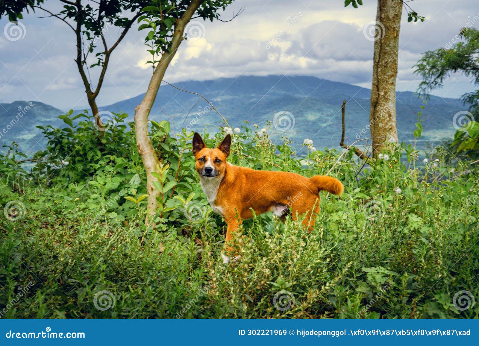 Dog Looking Attentively To the Owner Waiting for Instruction Stock ...