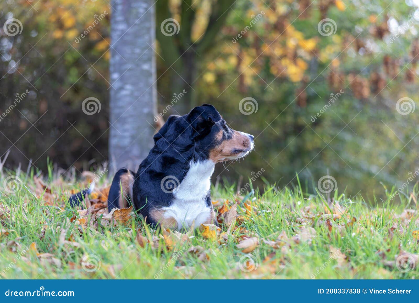 Dog Looking Away/Side View of Appenzeller Dog, Looking Away Stock Photo ...
