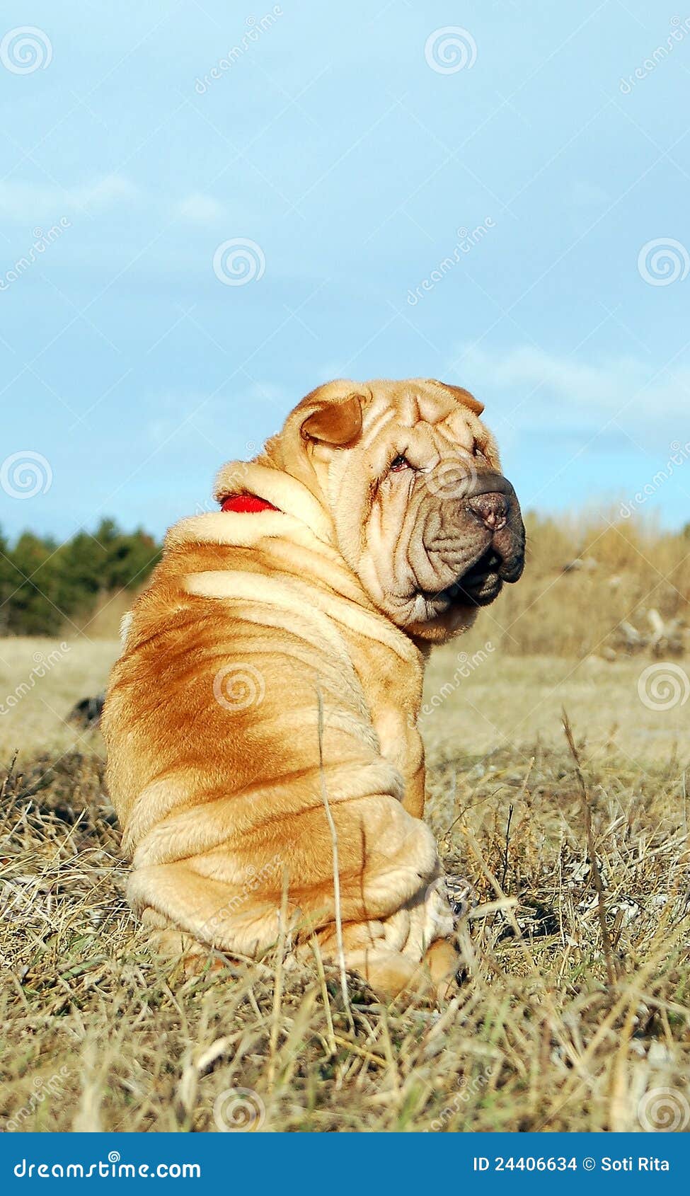 Dog looking back stock photo. Image of grass, domestic - 24406634