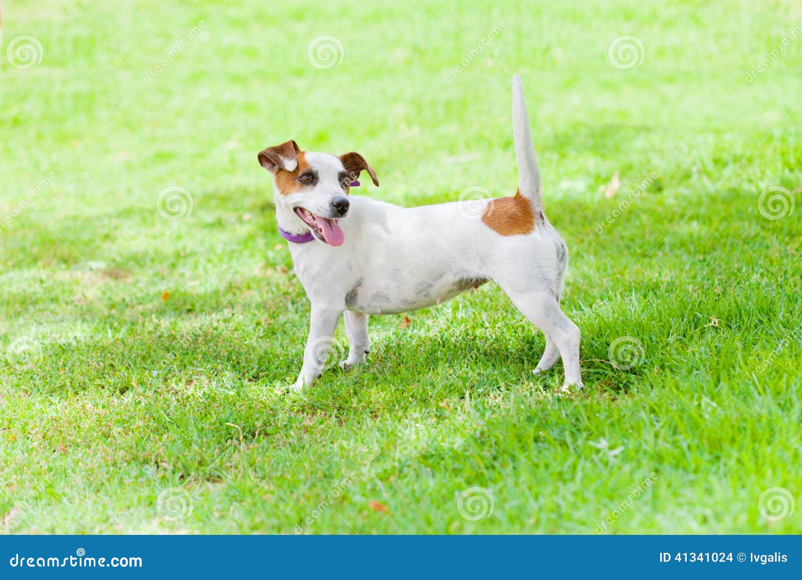 Dog Looking Backwards