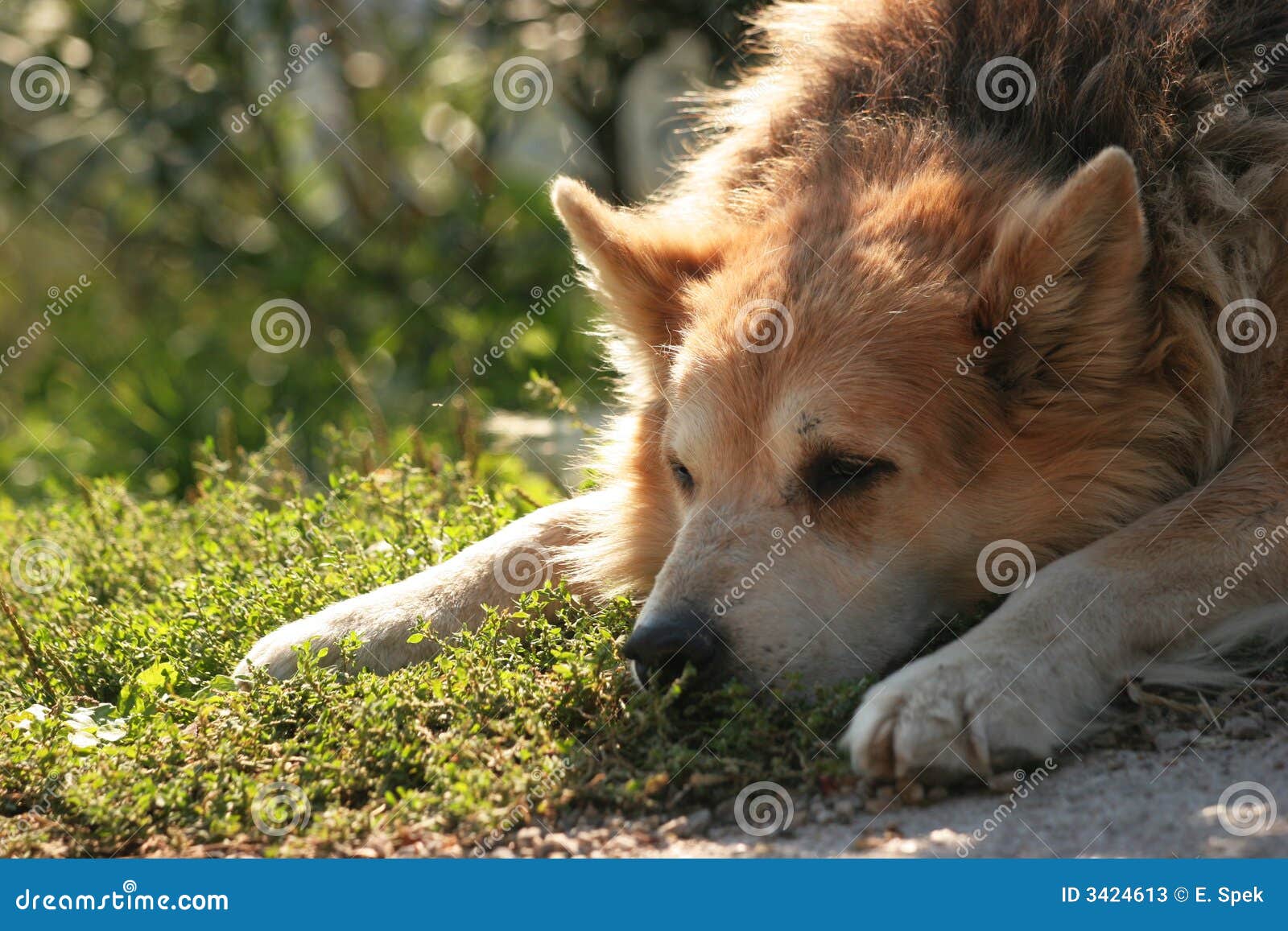 Dog looking bored... stock image. Image of cute, garden - 3424613