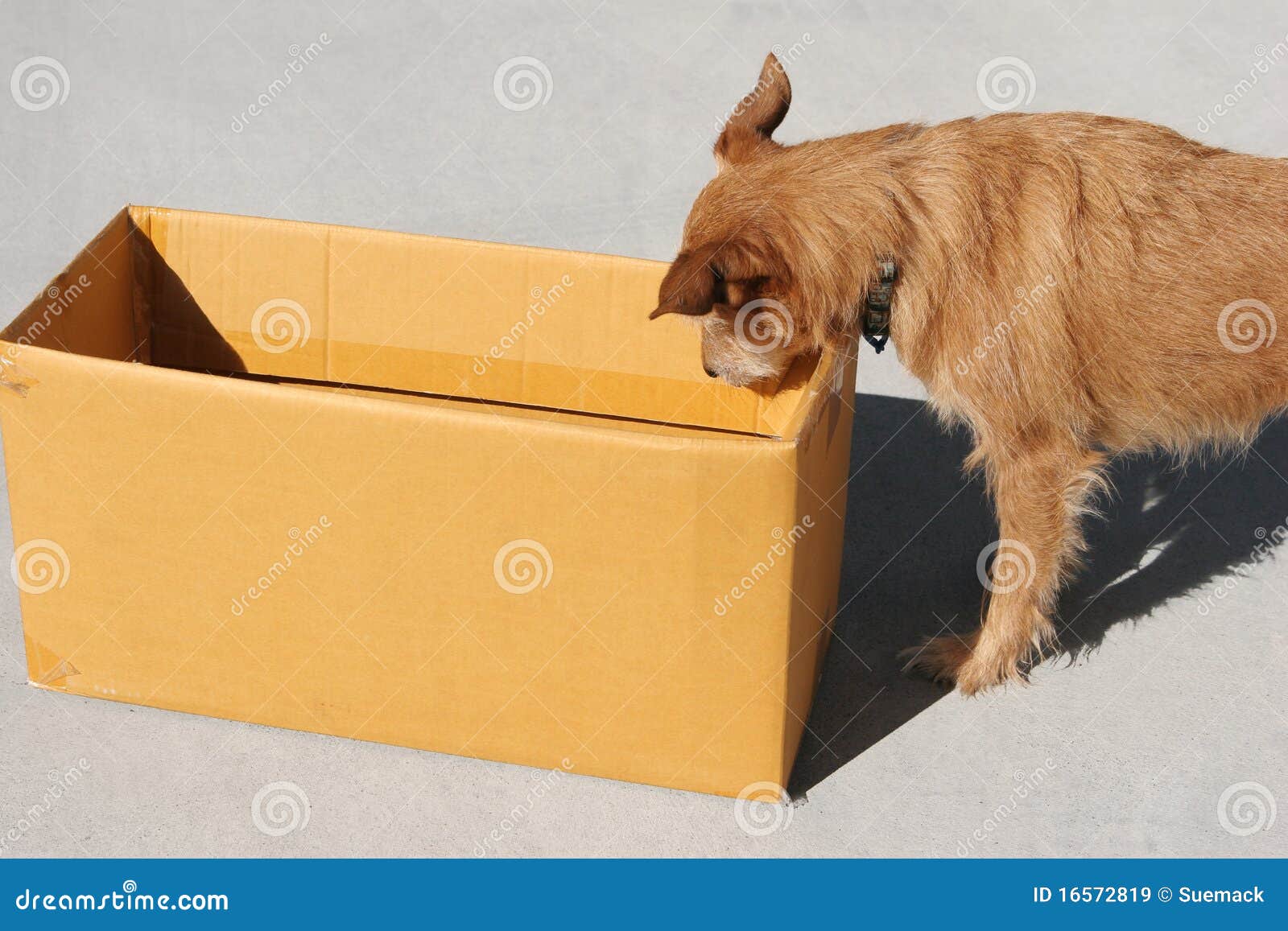 Dog looking into a box stock image. Image of canine, present - 16572819