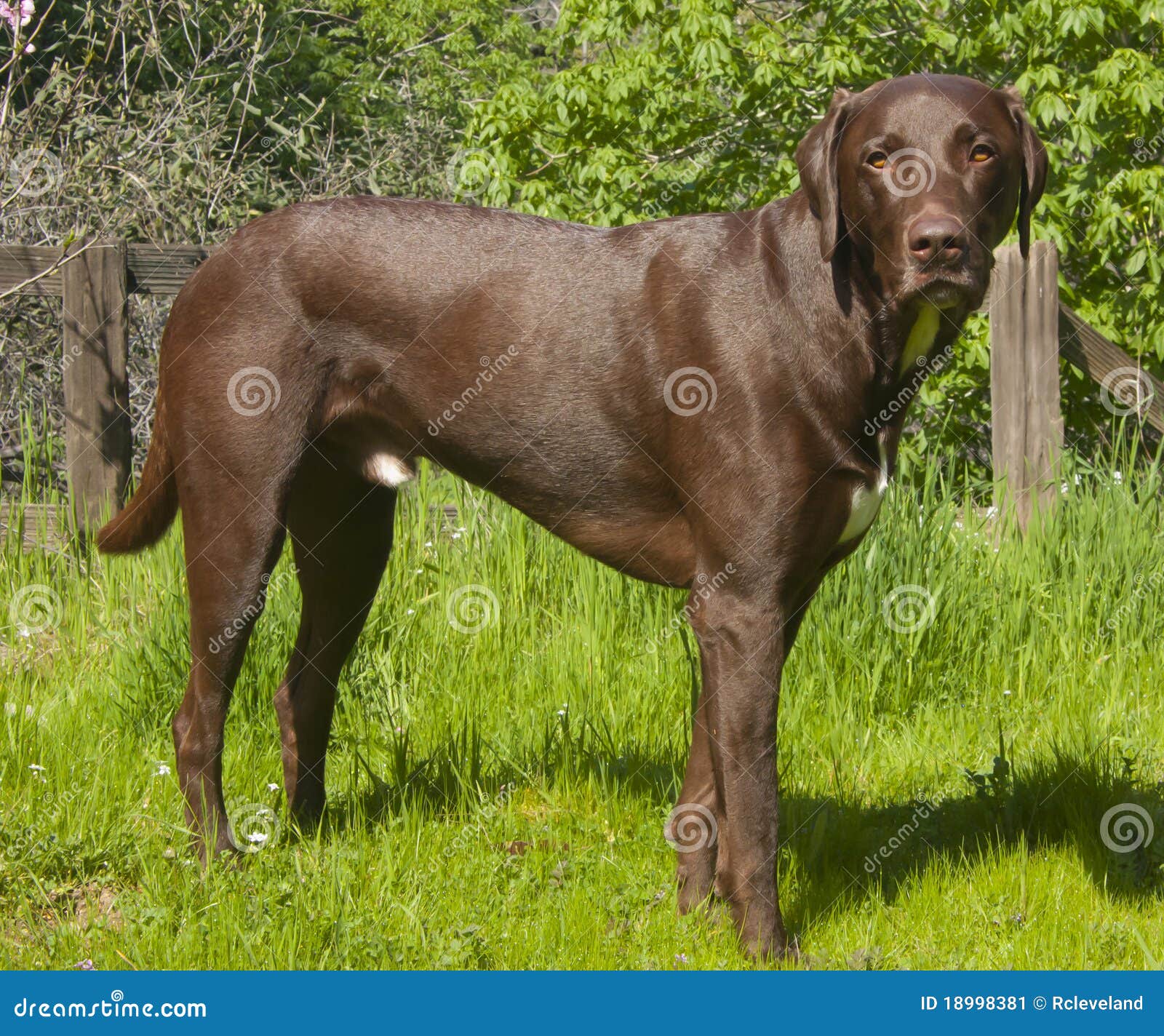 Dog Looking at the Camera stock image. Image of blonde - 18998381