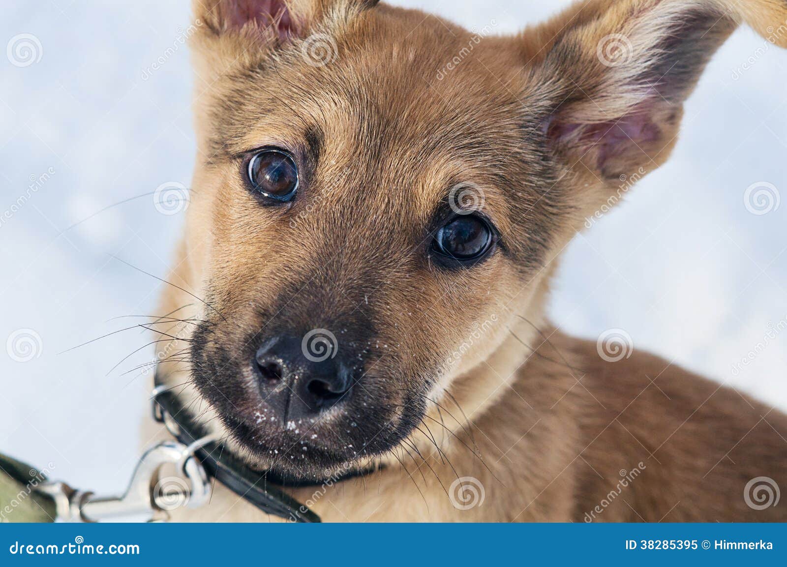 A dog looking at camera stock image. Image of nature - 38285395