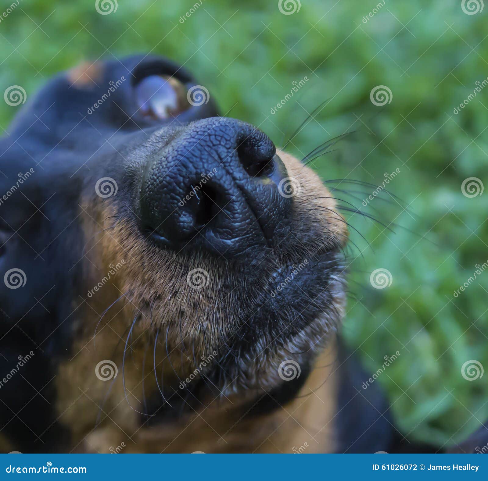 Dog Looking at Camera stock photo. Image of ears, blooming - 61026072