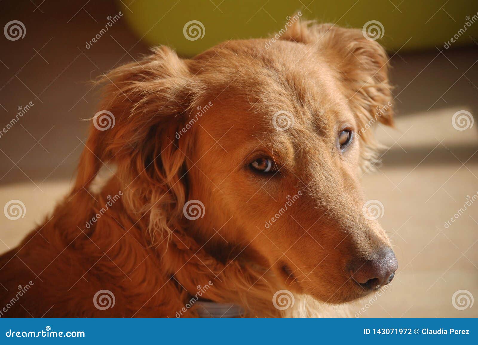 Dog looking at camera stock photo. Image of indoor, camera - 143071972