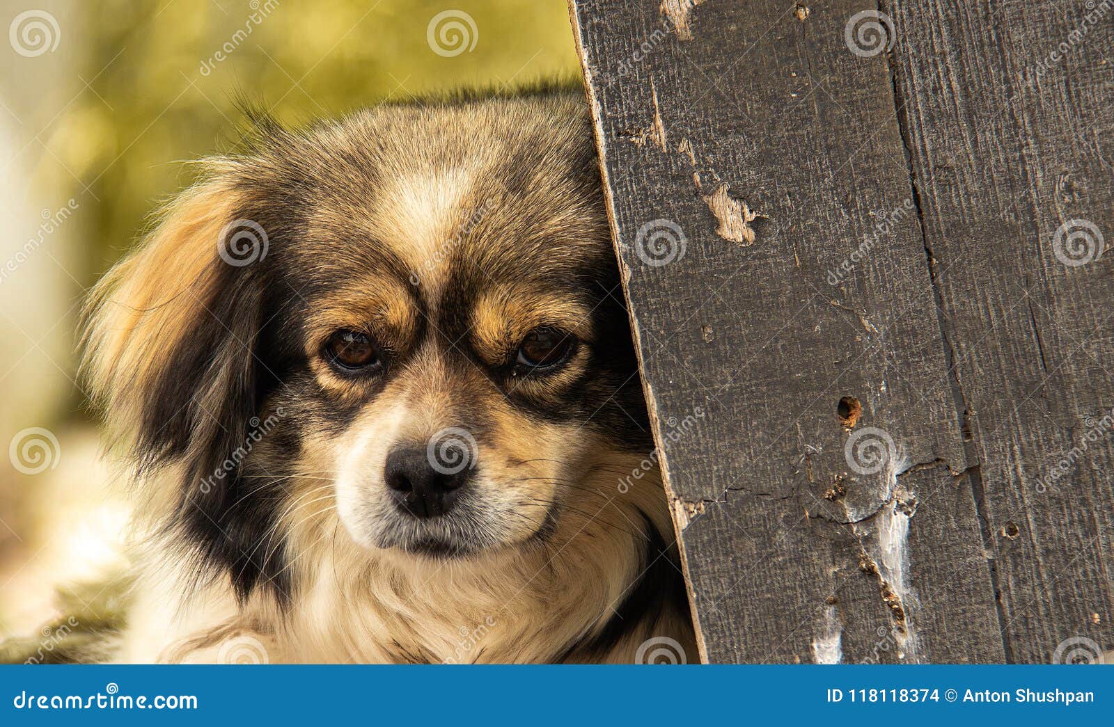 Dog is Looking at the Camera Stock Photo - Image of looking, beautiful ...