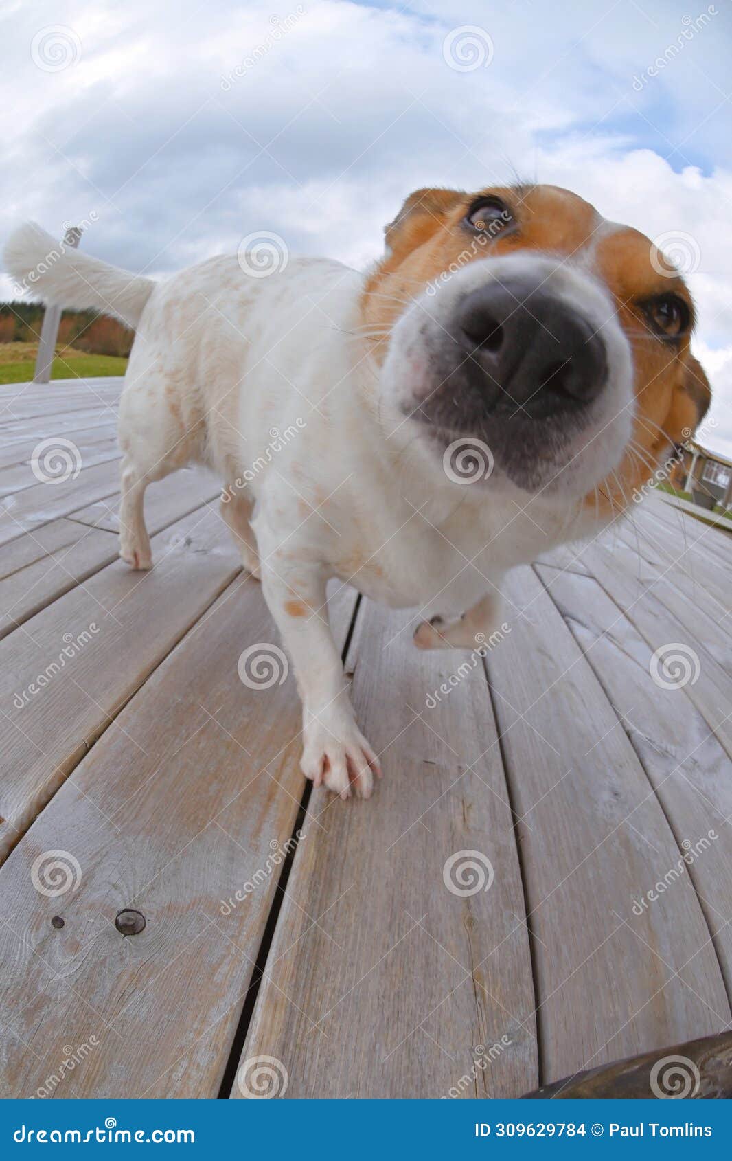 Dog looking into camera stock photo. Image of decking - 309629784