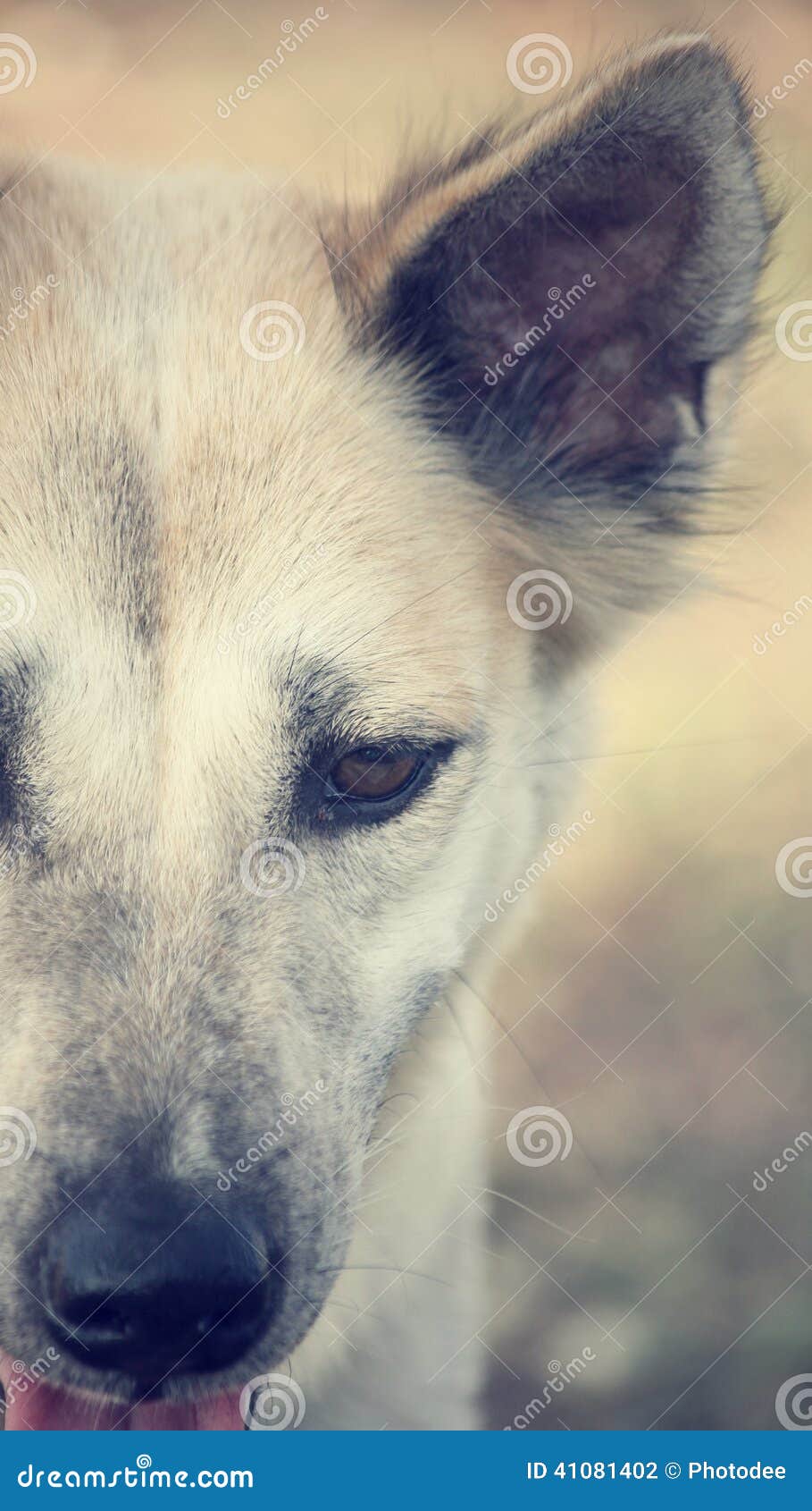 Dog looking stock photo. Image of breed, pedigree, black - 41081402