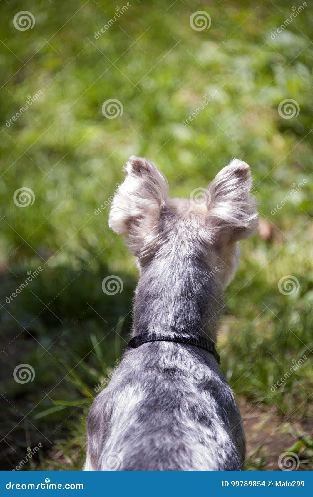 Dog looking into distance stock photo. Image of herding - 99789854