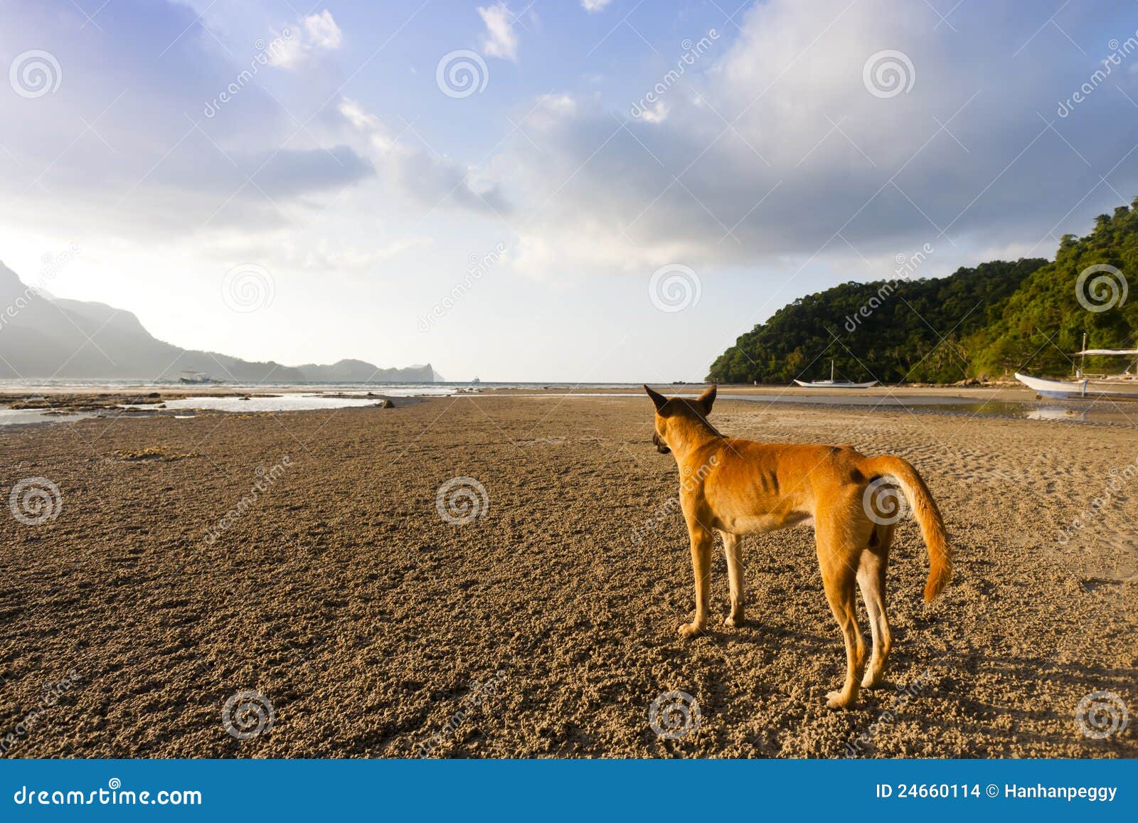 Dog looking distant place stock photo. Image of tidal - 24660114