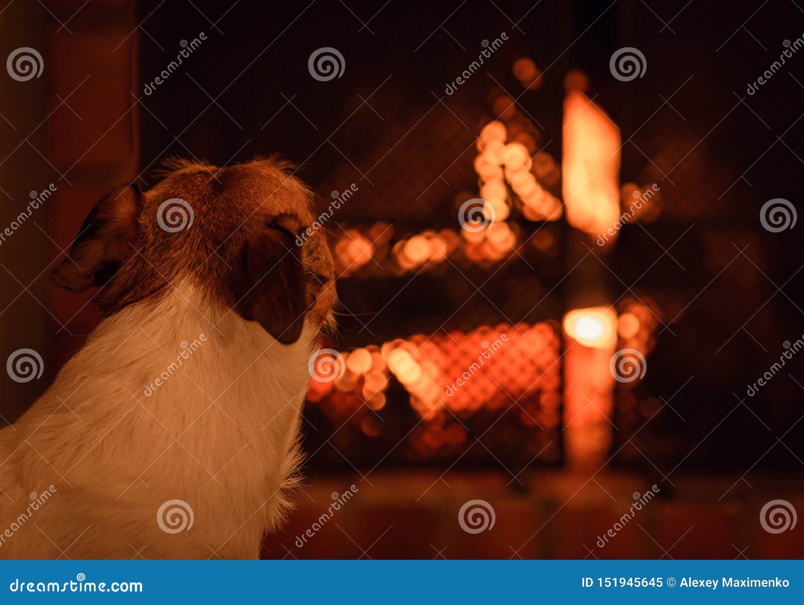Dog Looking at Fire in Fireplace Stock Image - Image of homey, house ...