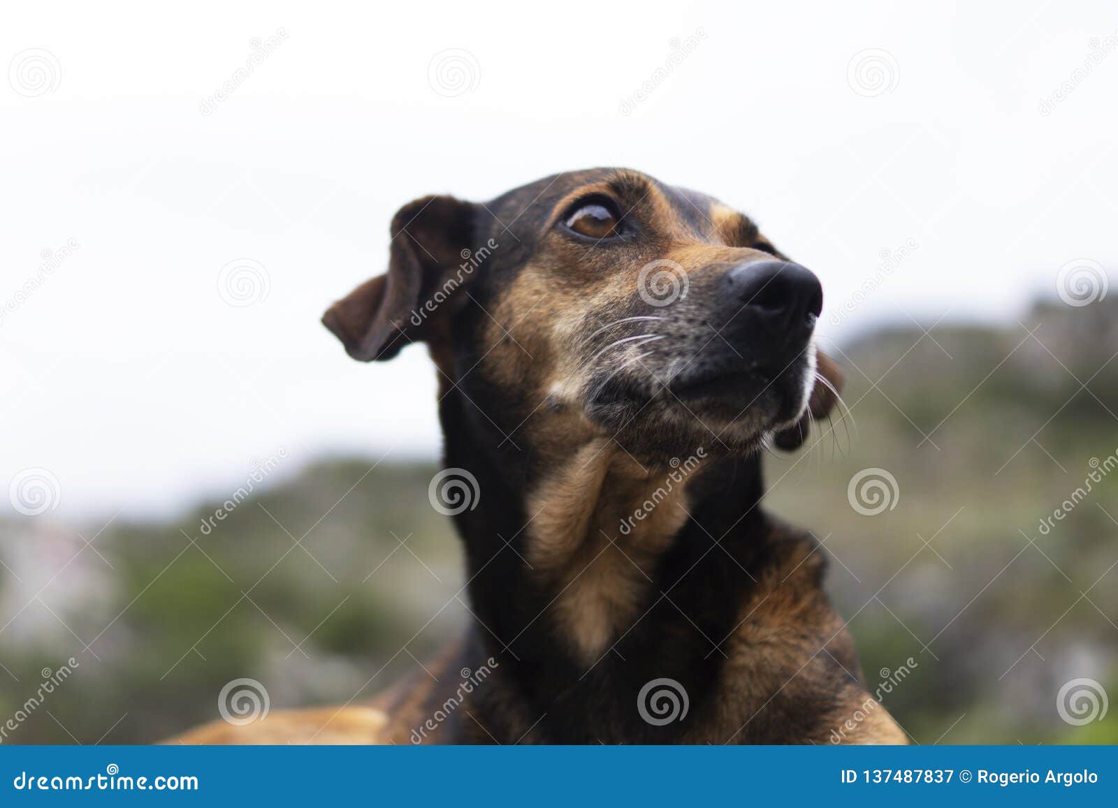 Dog looking forward stock image. Image of white, black - 137487837