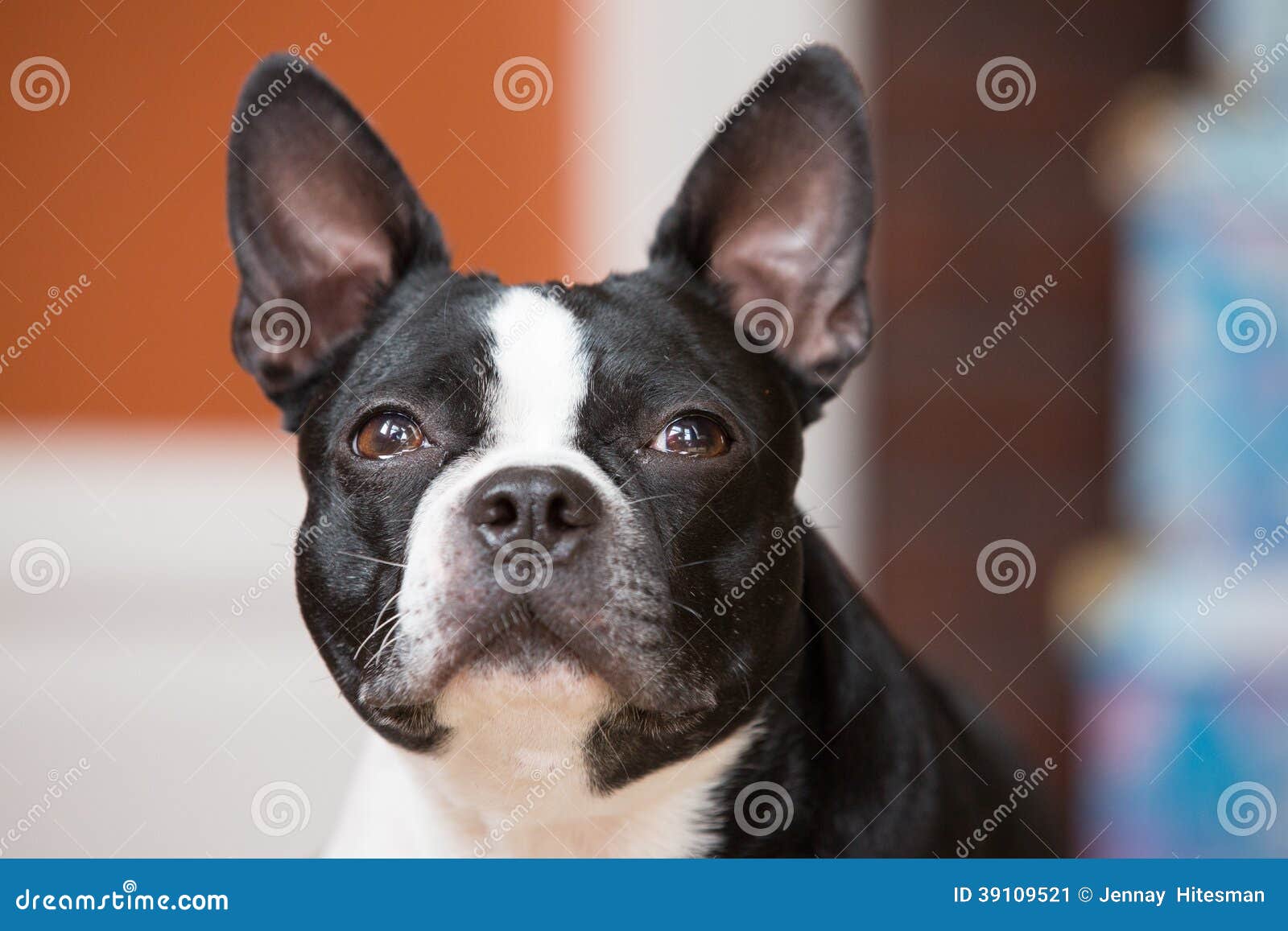 Dog looking forward stock image. Image of friendship - 39109521