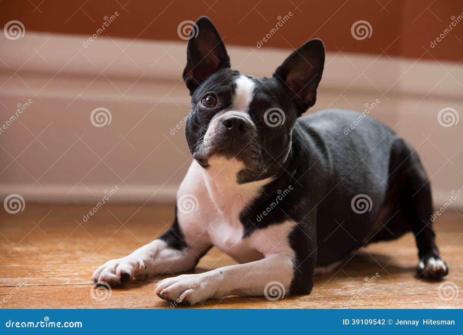 Dog looking forward stock photo. Image of terrier, house - 39109542