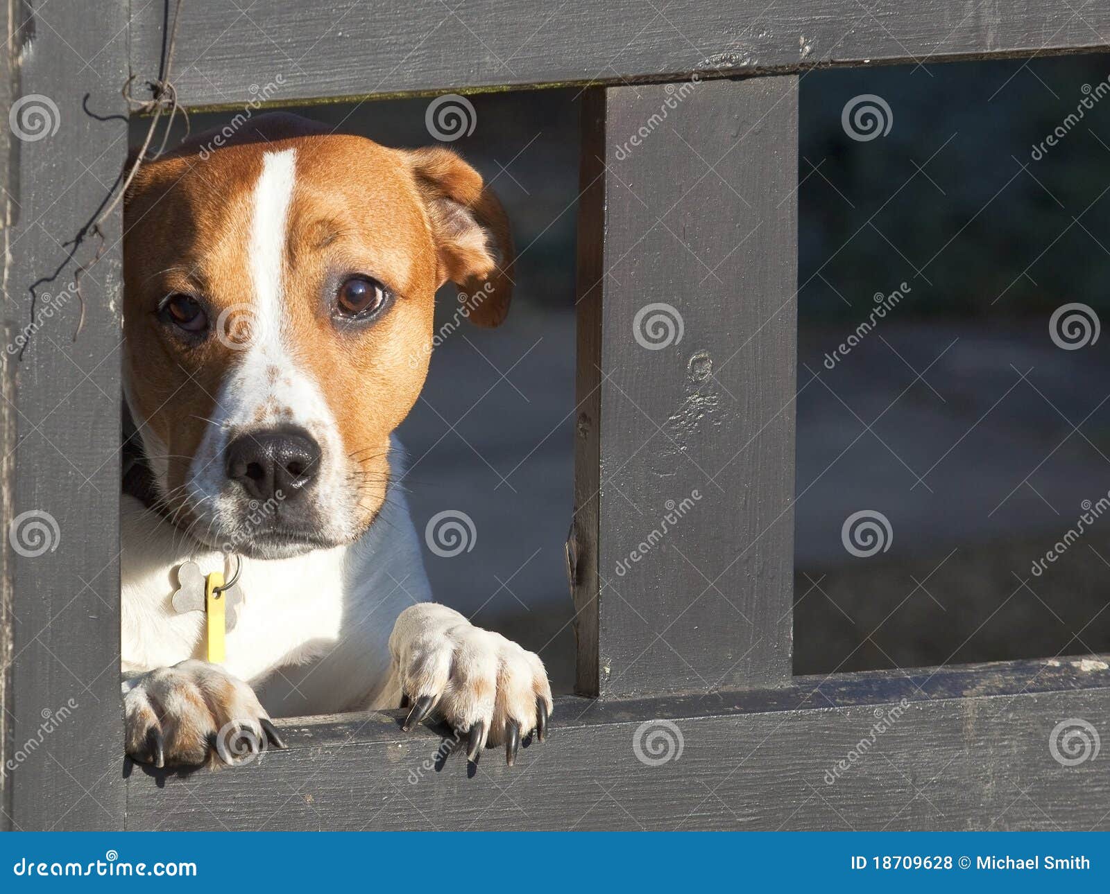 Dog looking through gate stock photo. Image of crossbreed - 18709628