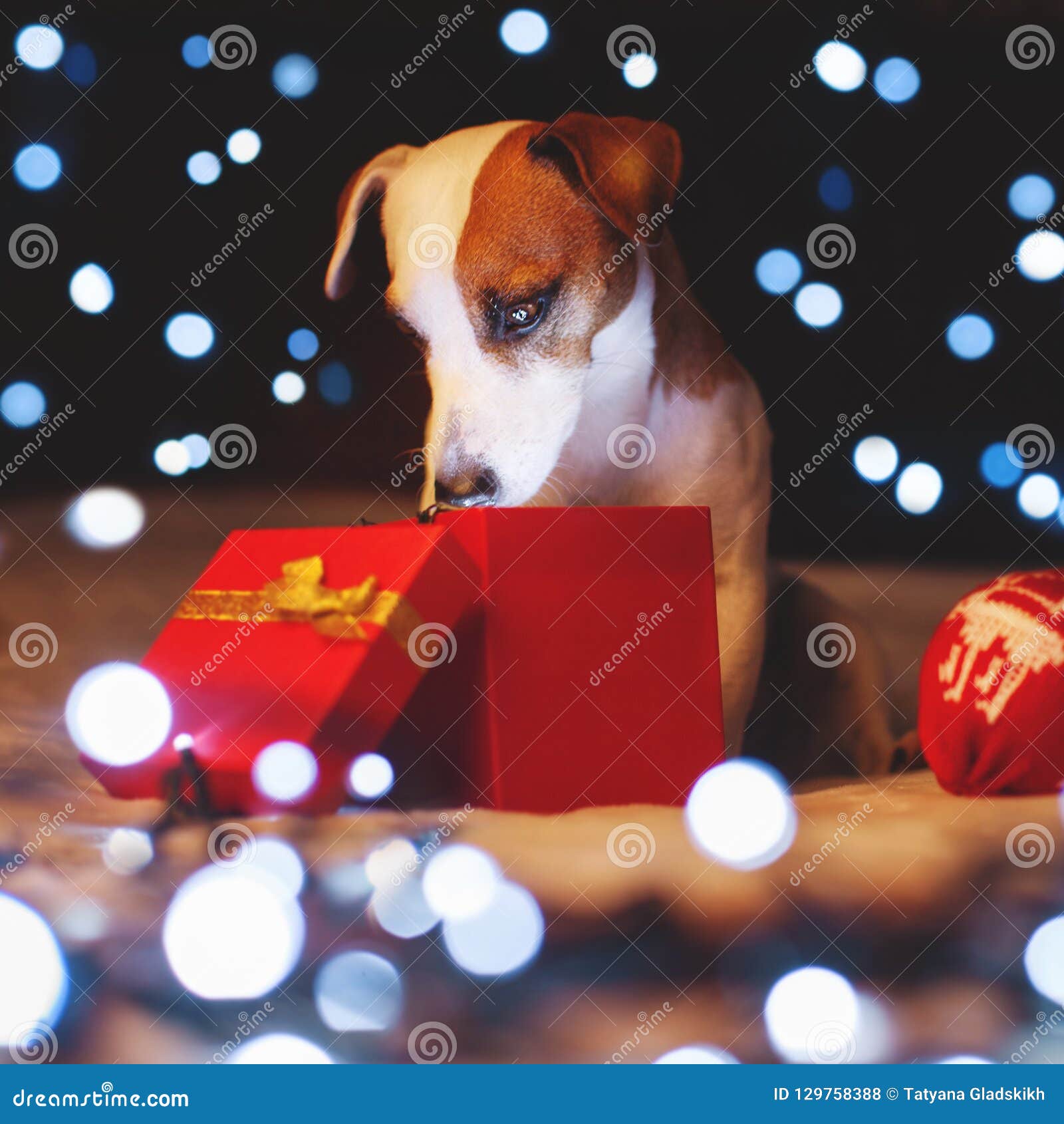 Dog looking in a gift box stock photo. Image of havanese - 129758388